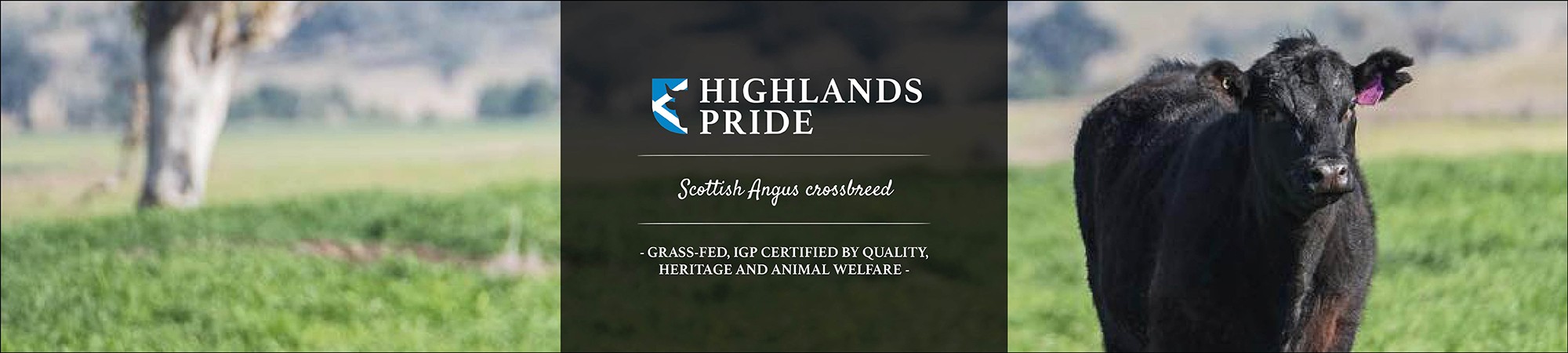 Highlands Pride SCO (crossbreed) - Angus - Rund - Zoek op ras